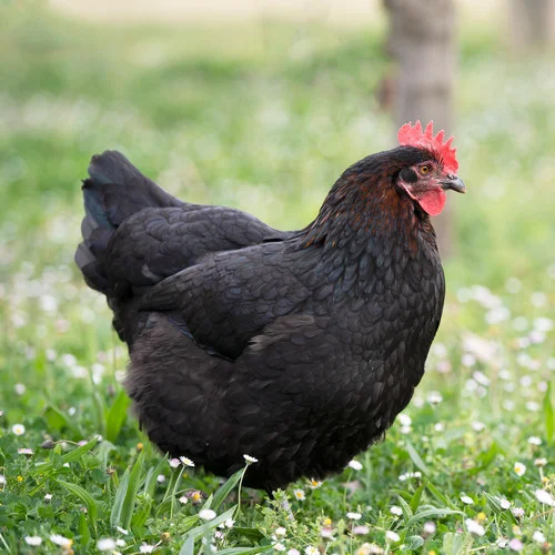 Tennessee's Best Poultry, Turkey & Chick Hatchery