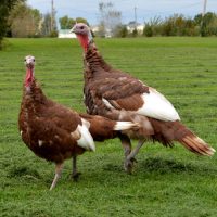 Tennessee's Best Poultry, Turkey & Chick Hatchery