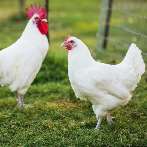 Tennessee's Best Poultry, Turkey & Chick Hatchery