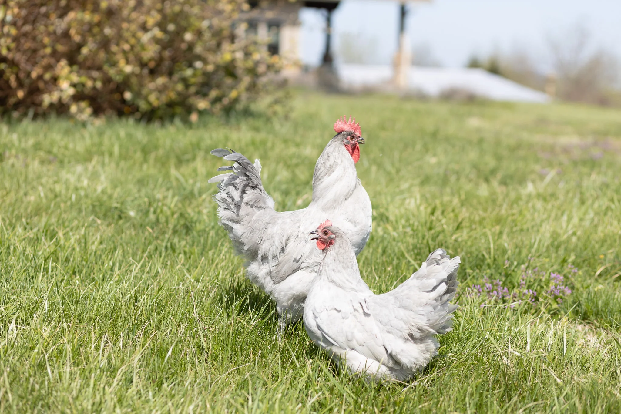 Tennessee's Best Poultry, Turkey & Chick Hatchery