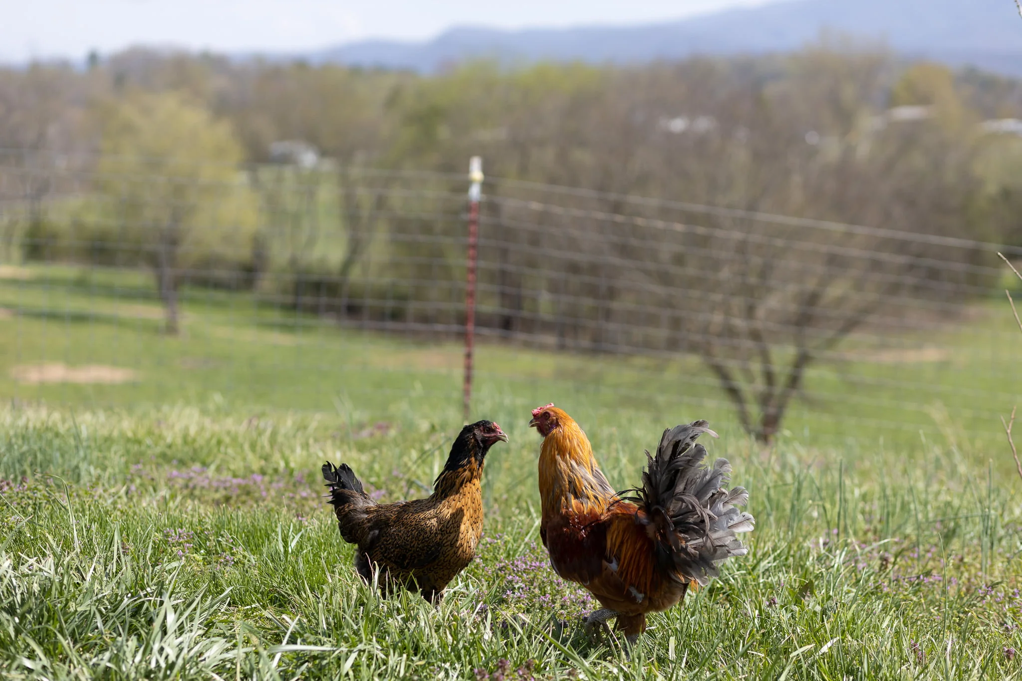 Tennessee's Best Poultry, Turkey & Chick Hatchery