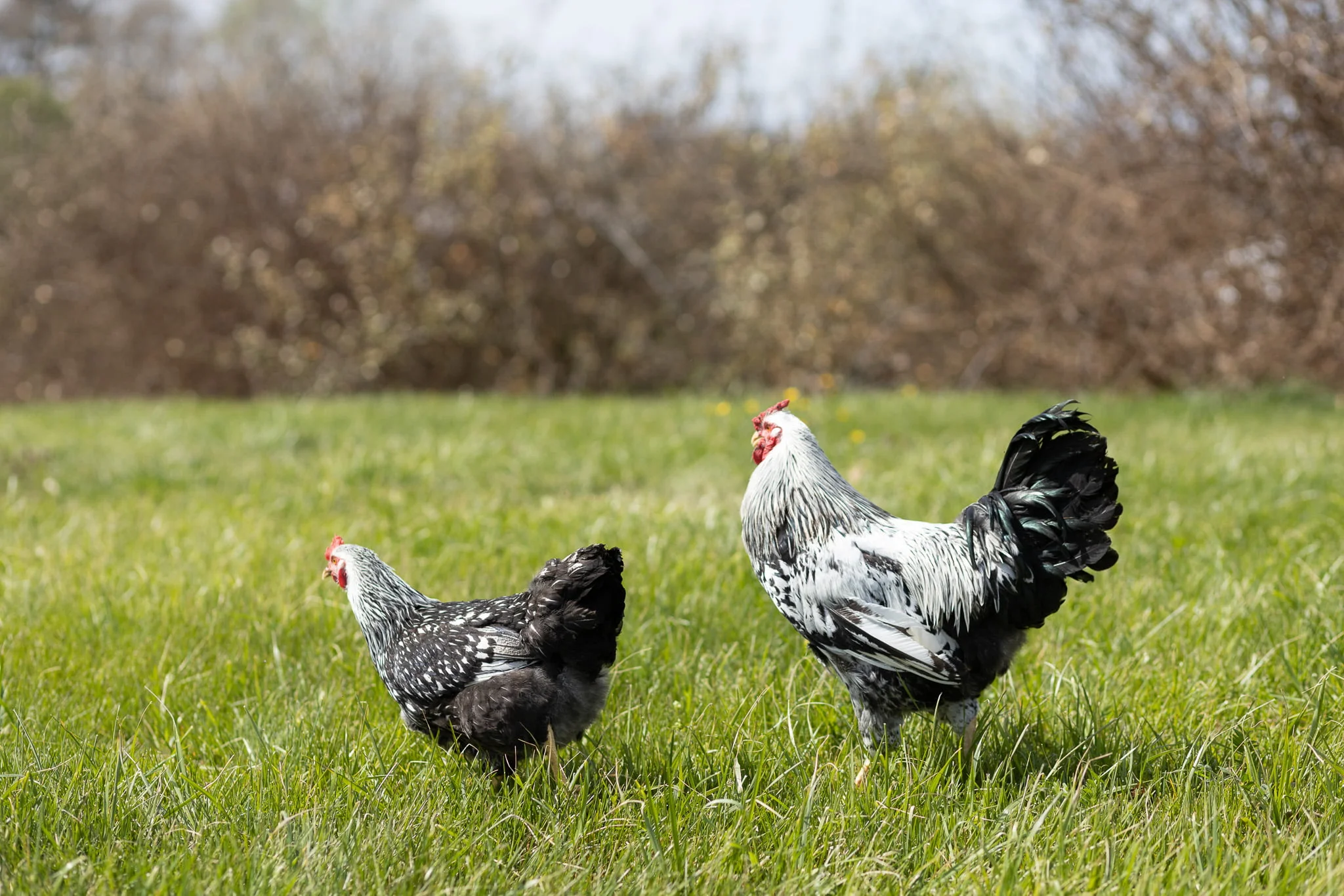 Tennessee's Best Poultry, Turkey & Chick Hatchery